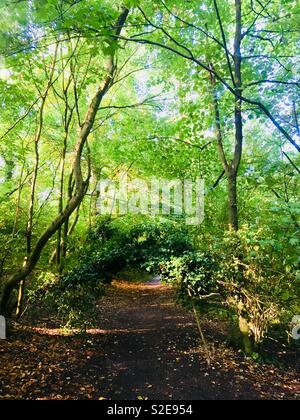 Badock's Wood UK Stock Photo - Alamy