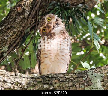 cute, beautiful owl with intense eyes and beautiful plumage Stock Photo ...
