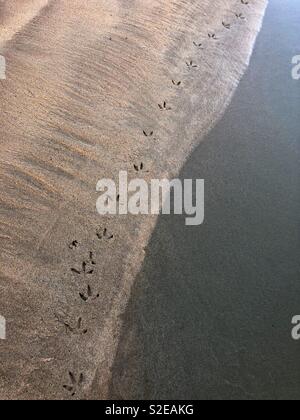 Bird footprints in the sand Stock Photo - Alamy