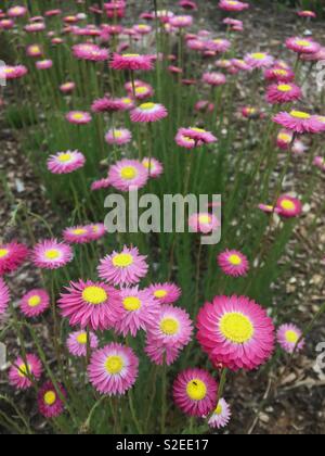 Paper daisies, Australia Stock Photo - Alamy