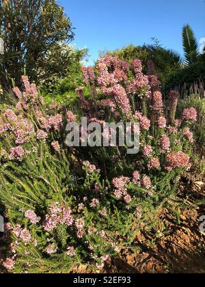 Fresh pink heather plant growing outdoors Stock Photo - Alamy