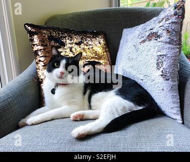 A cat resting on the chair Stock Photo - Alamy