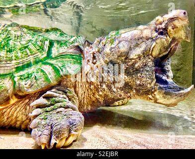 Large Turtle with Open Mouth Stock Photo - Alamy