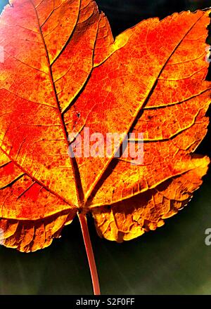 Colorful, backlit, fall maple leaf Stock Photo - Alamy