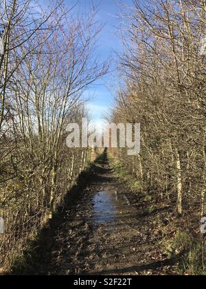 muddy tree lined rural path Stock Photo - Alamy