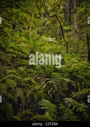 Fern Gully in the Blue Mountains, part of the Powerhouse Museum's ...
