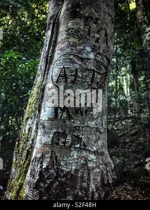 Coachwood tree (Ceratopetalum apetalum) defaced by tourists, Grand ...
