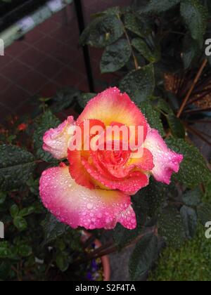 Pink Rose with Raindrops Stock Photo - Alamy