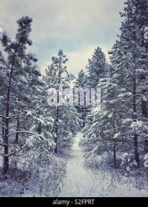Evergreen trees covered in snow in forest in winter, Alberta, Canada ...