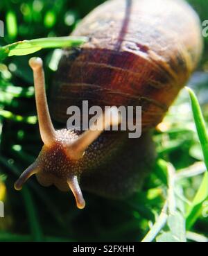 Snail s Pace Stock Photo - Alamy