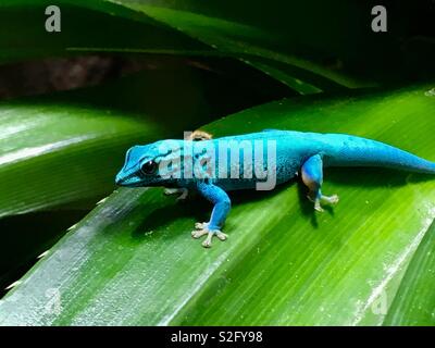 Turquoise dwarf gecko, Lygodactylus williamsi Stock Photo - Alamy