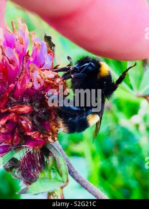 Bee high five Stock Photo - Alamy