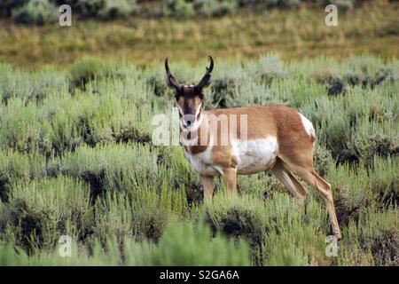 Pronghorn Antelope in Wyoming Stock Photo - Alamy