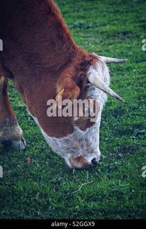 brow cow portrait Stock Photo - Alamy