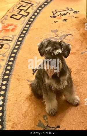 Schnauzer on carpet Stock Photo - Alamy