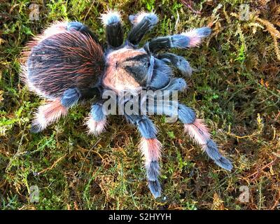 Mexican Red leg Tarantula (Brachypelma emilia) Juvenile Stock Photo - Alamy
