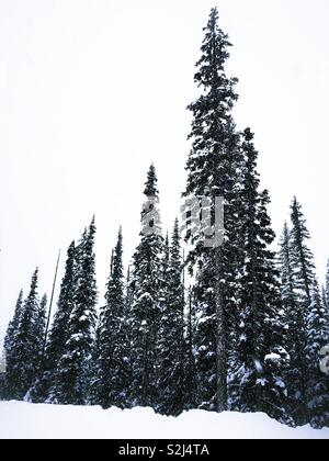 Snowy forest with tall slim trees covered with snow in Lapland, Finland ...
