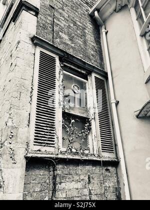 Ivy growing against the window in the glass house in the Jardin ...