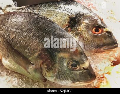 Grey mullet on ice head FoodCollection Stock Photo - Alamy