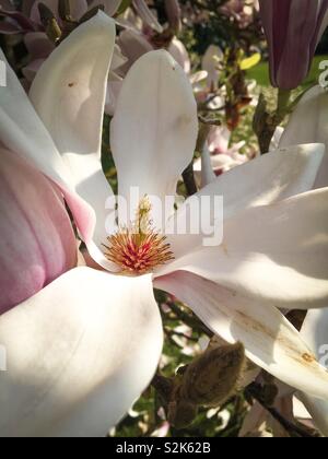open magnolia flower Stock Photo - Alamy