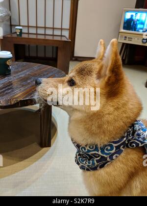 Dog cafe in Harajuku, Tokyo, Japan Stock Photo - Alamy