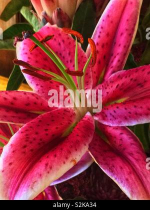 Stargazer lily, flower in closeup Stock Photo - Alamy