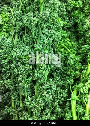 Full frame closeup of Chenopodium nuttalliae, Huauzontle, huauhzontle ...