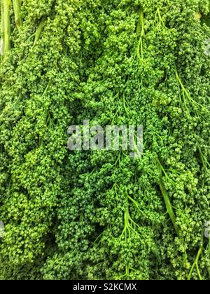 Green farm fresh Huauzontle, Chenopodium nuttalliae, huauhzontle ...