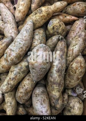 Fresh purple yam (Dioscorea alata), also known as greater yam, Guyana ...