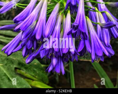 Bunch of beautiful fresh Virginia bluebells flowers hanging around on ...