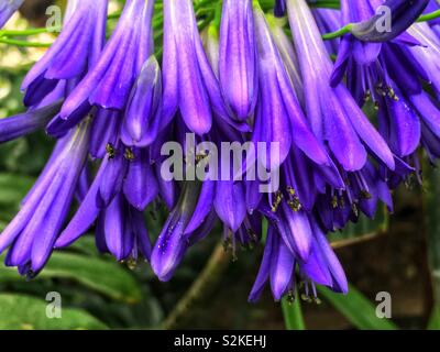 Bunch of beautiful fresh Virginia bluebells flowers hanging around on ...
