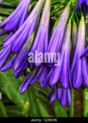 Bunch of beautiful fresh Virginia bluebells flowers hanging around on ...