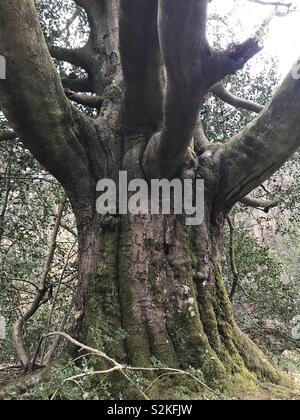 Thick trunk of a large tree. Bark in moss. A big tree. Southern flora ...