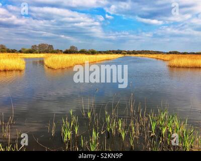 Ham Wall RSPB Nature Reserve in the Somerset Levels, UK Stock Photo - Alamy