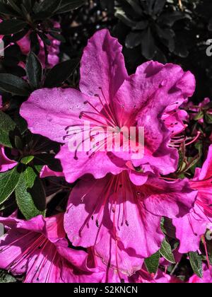 Pink azalea in bloom, flower close-up against green foliage, blurred ...