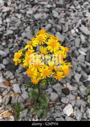 Butterweed (Packera glabella) plant with yellow flowers with dark ...