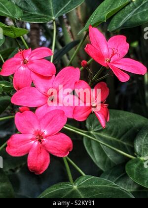 Hot pink Jatropha integerrima, peregrina or spicy jatropha flowers ...