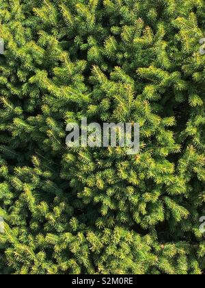 Lush green pine tree growing in the sunny meadow Stock Photo - Alamy