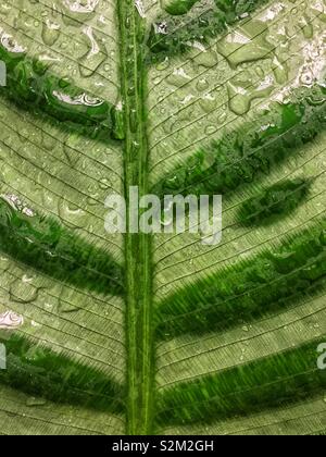 Full-frame pattern of fresh green Melissa officinalis leaves with ...