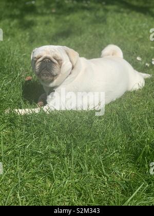 Funny white pug dog face Stock Photo - Alamy