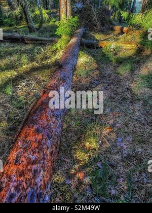 Uprooted tree deep in the woods Stock Photo - Alamy