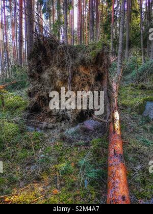 Uprooted tree in forest, Sweden, Scandinavia Stock Photo - Alamy