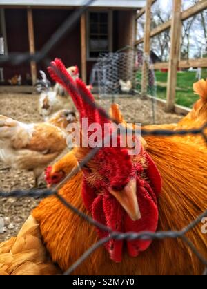 funny and curious rooster chicken looking at camera Stock Photo - Alamy