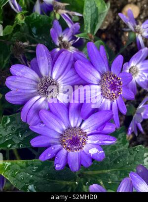 Senetti Baby Blue flowers Stock Photo - Alamy
