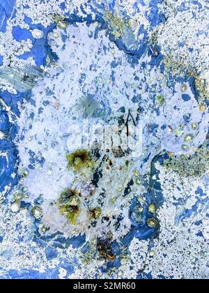 Rockpool texture with shells seaweed limpets and barnacles Stock Photo ...