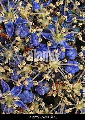 Closeup of the periwinkle blue Tea of Heaven Hydrangea Serrata Flower ...