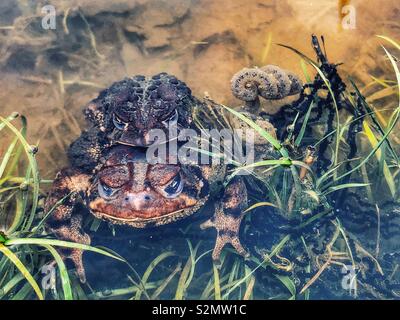 american toad eggs Stock Photo - Alamy