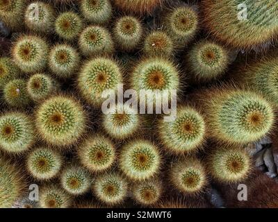 Top view of a colony of perfect cactuses Stock Photo - Alamy