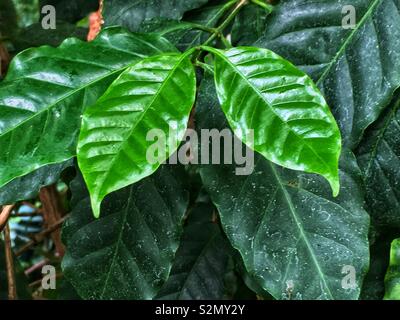 Arabian coffee (Coffea arabica), leaves Stock Photo - Alamy
