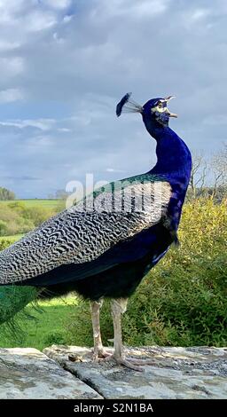 A Peacock calling Stock Photo - Alamy